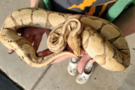Python Regius Ball Python Banana Male Pyt Regius Banana