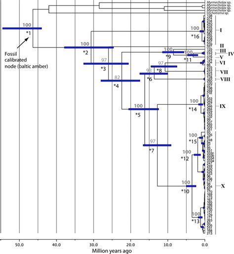 Summary Tree For The Fossil Calibrated Rate Analysis Fcr Taxa Are