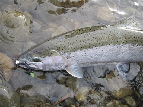 Todds Extreme Fishing Sol Duc Steelhead