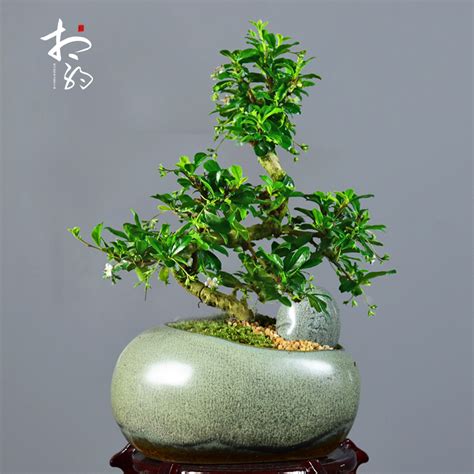 小叶盆景大全名称 小叶盆景植物有哪些 小叶绿植名称及图片 大山谷图库