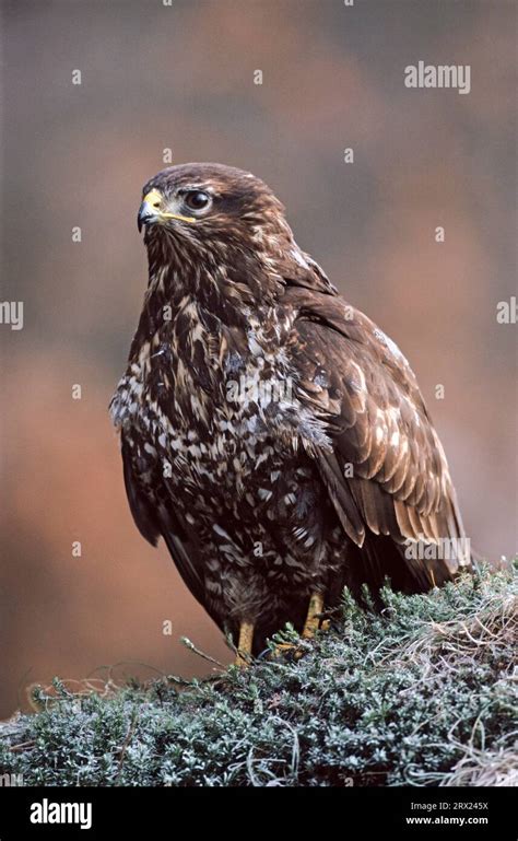 Common Steppe Buzzard Buteo Buteo Dangling On A Root Plate Buzzard