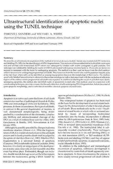 Pdf Ultrastructural Identification Of Apoptotic Nuclei Using The