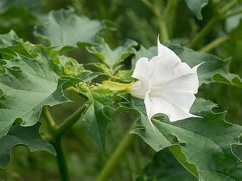 Most Dangerous Plants In The World With Pictures Top 12 Deadliest