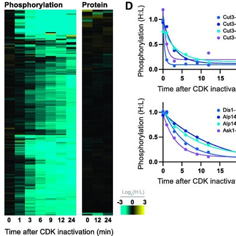 Cdk Substrate Dephosphorylation After Cdk Inactivation A The Download Scientific Diagram