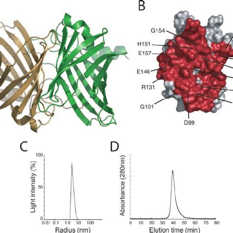 A The Crystallographic Rv0813c Dimer B The Monomer Monomer