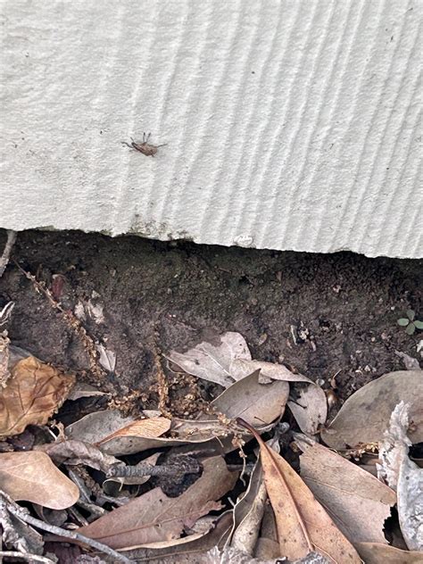 Bwah Bwahh Rweeviltime