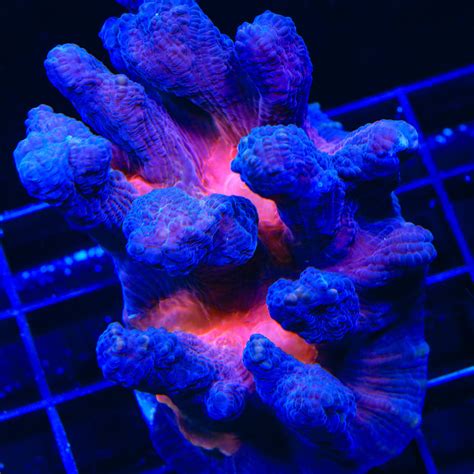Tsa Black Lotus Pectinia Coral Top Shelf Aquatics