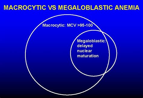 B12 And Folate Deficiency Megaloblastic Anemias Macrocytic Vs