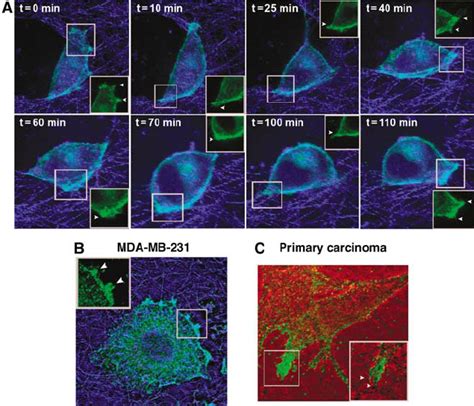 Mt1 Mmp Accumulates At The Sites Of Active Collagen Degradation During