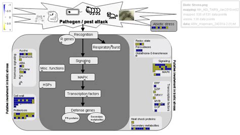 In The Present Figure Generated With The Mapman Software The Expression Download Scientific