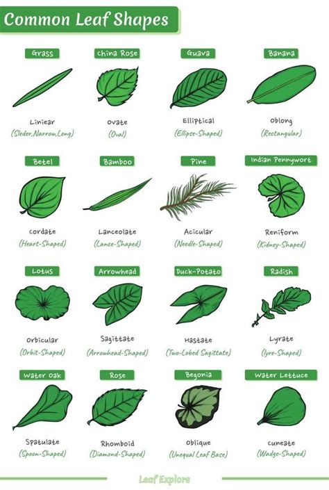 Common Leaf Shapes And Types