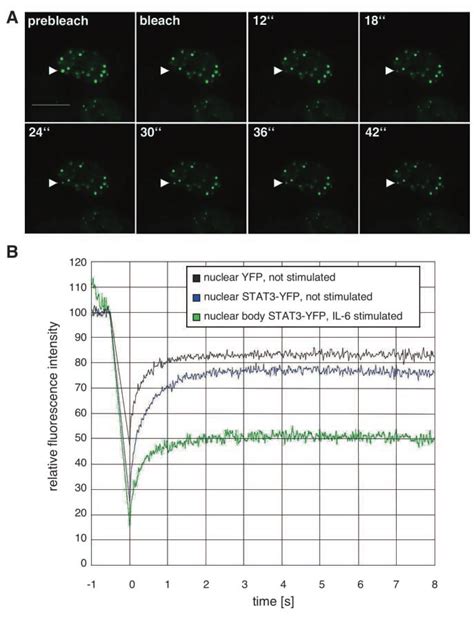 Frap Analysis Of Stat3 Yfp Mobility In The Nucleus Hepg2 Cells Were