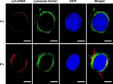Clsm Observation Of Sirna Escaped From Endosome Lysosome Cy3 Sirna