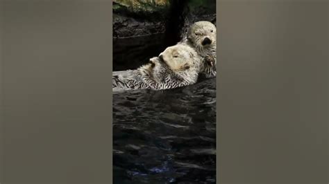 Do You Know Otters Hold Hands Youtube