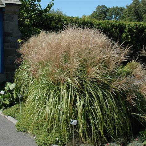 Huron Sunrise Maiden Grass Greenhouse To Garden