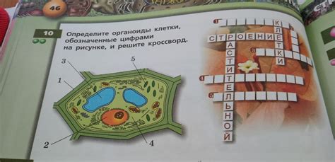 Определите органоиды клетки обозначенные цифрами на рисунке и решите кроссворд Школьные