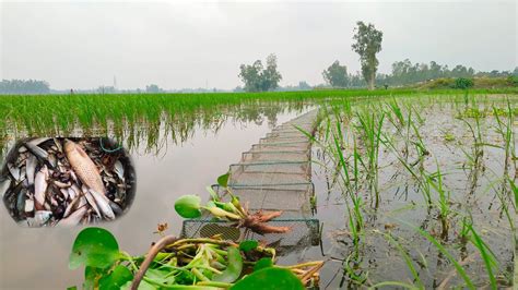 চায়না রিং জাল ভর্তি মাছ Fishing With Rainy Season Fishing With
