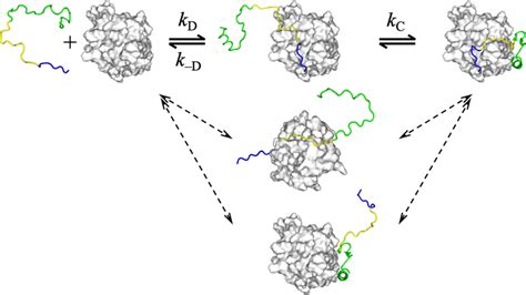 Multiple Pathways For The Binding Of An Intrinsically Disordered Download Scientific Diagram