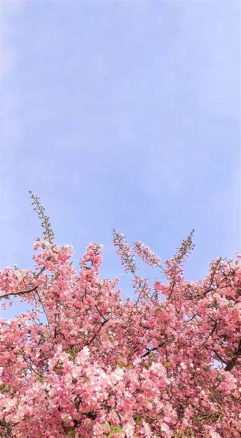 Wallpaper에 있는 Ro Giacomelli님의 핀 하늘 미학 배경 히피 벽지