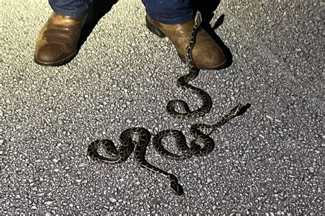 Services Everglade Python Hunting