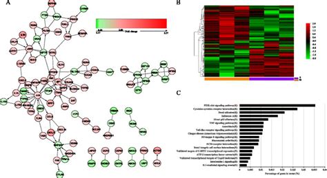 Functional Interaction Fi Network Constructed Using Mfn2 Related Download Scientific Diagram