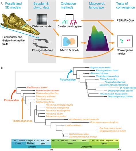Protocol For Reconstructing And Testing A Macroevolutionary Landscape