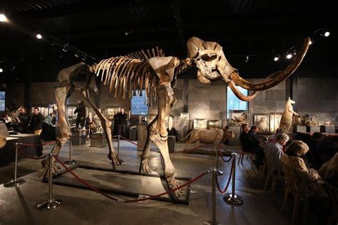 Farmer Finds Woolly Mammoth Bones In Michigan Field Mpr News