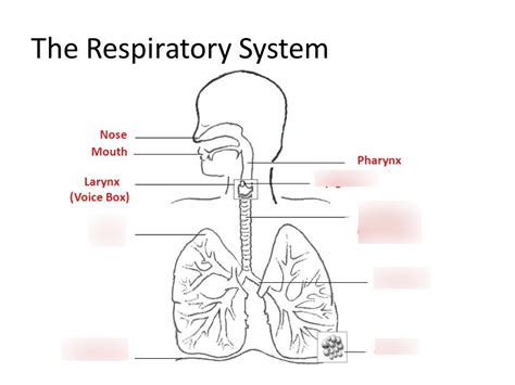 Bio Quiz Respiratory Diagram Quizlet