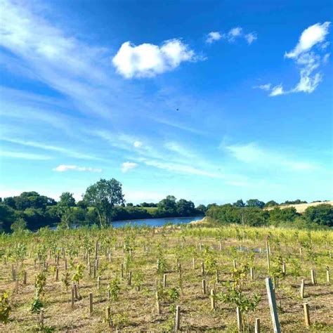 Enhancing Pollinator Habitats With Native Trees In Ireland Irish Trees