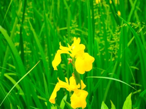 キショウブ花散歩