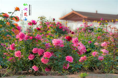 济宁市文化和旅游局 AAAA级 仙河花海生态乐园AAAA