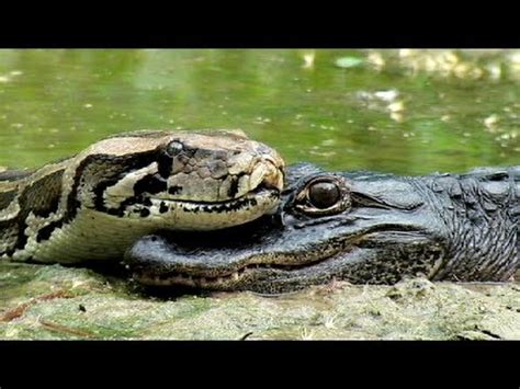 Alligator Eats Python Time Lapse YouTube
