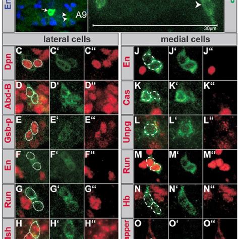 The Embryonic Origin Of Sex Specific Neuroblasts A B Localisation Of Download Scientific