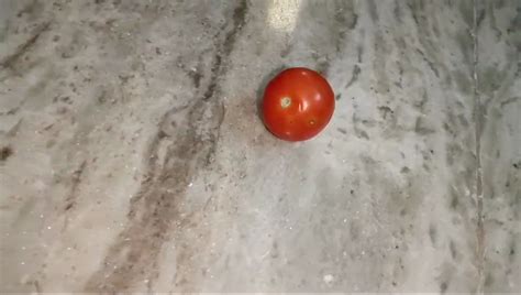 Tomato Instance Segmentation Dataset V1 Tomato By Innovers