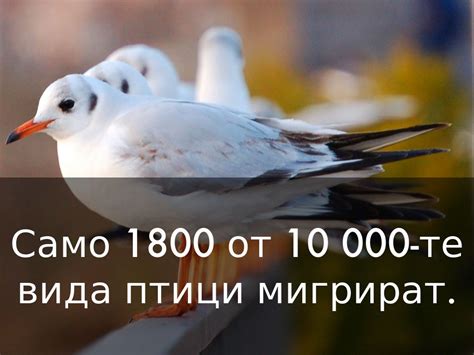 ПРЕЛЕТНИ ПТИЦИ By Alexander Ignatov