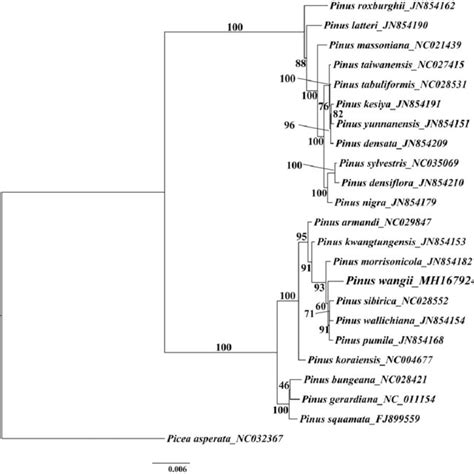 Phylogenetic Tree Inferred By Maximum Likelihood Ml Method Based On Download Scientific