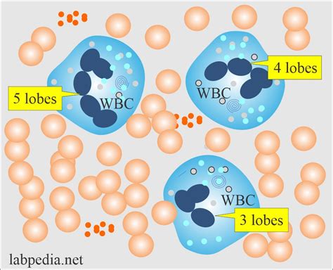 Complete Blood Count CBC