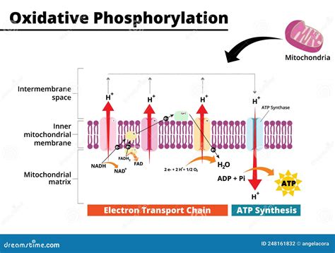 Oxidative Phosphorylation Process Electron Transport Chain Stock Vector Illustration Of