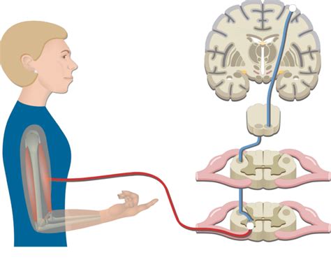 Pyramidal Tract Anatomy And Interactive Diagram GetBodySmart