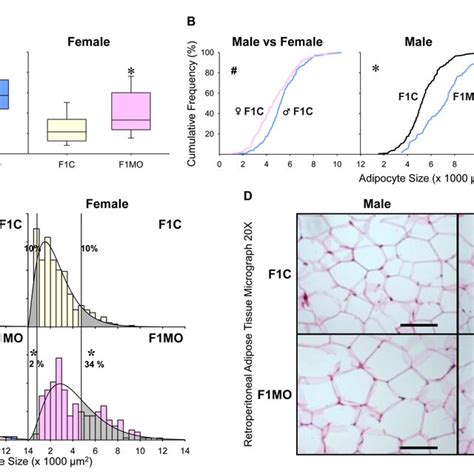 Offspring Adipocyte Size Distribution Male And Female Median Adipocyte Download Scientific