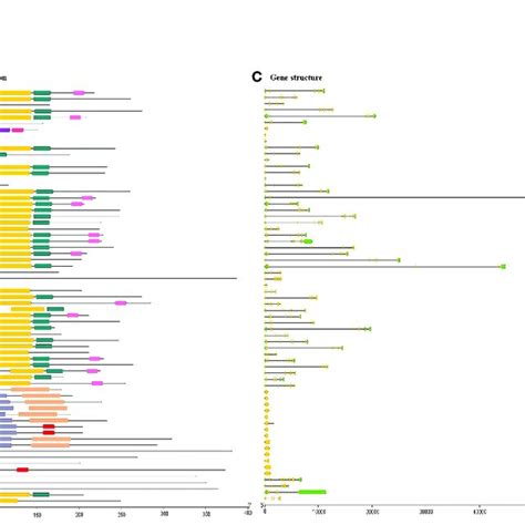 Analysis Of Gene Structure And Protein Motifs A The Names Of The Download Scientific Diagram
