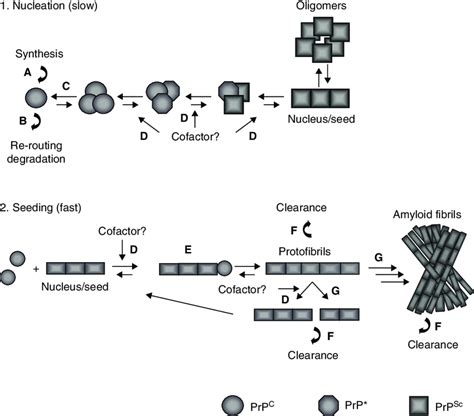 Prion Replication According To Seeding Nucleation Model With Putative Download Scientific