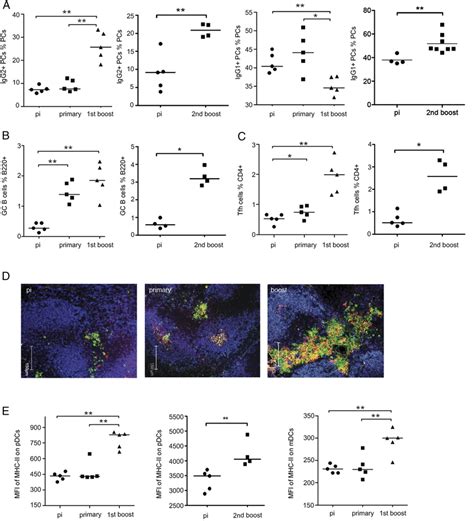 The Memory Like Boost Response Is Characterized By Igg Subclass Switch Download Scientific