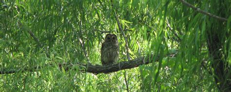 Ecological Inference From Occupancy Estimates Depends On Sampling Scale