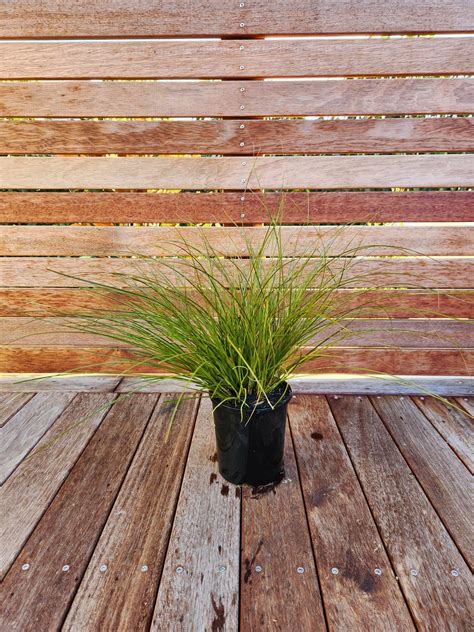 Carex Testacea Grass Plant Source