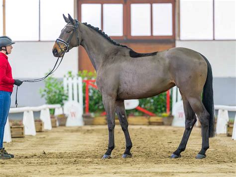 Cadora By Catch Quintender WestfÄlisches Pferdestammbuch E V