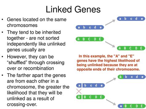 What Are Linked And Unlinked Genes At Sean Swick Blog