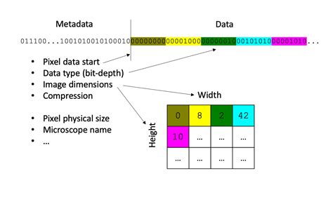 Image Data Formats Bioimage Analysis Training Resources