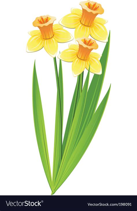 Daffodils Royalty Free Vector Image Vectorstock