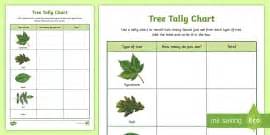Tree Identification Photo Sheet Twinkl Teacher Made